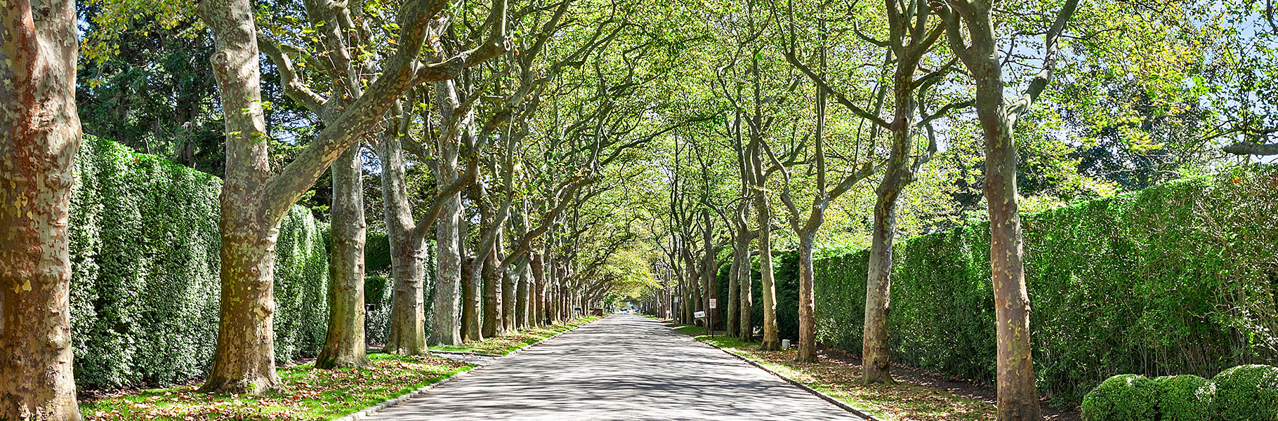 Tree Care - Southampton Nursery - Full Service Landscaping on East End ...